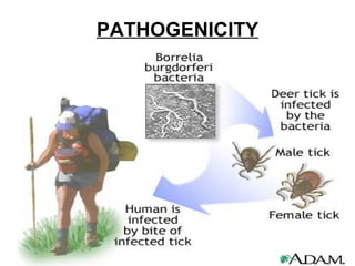 Borrelia | PPT