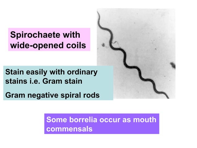 Borrelia | PPT | Infectious Diseases | Diseases and Conditions