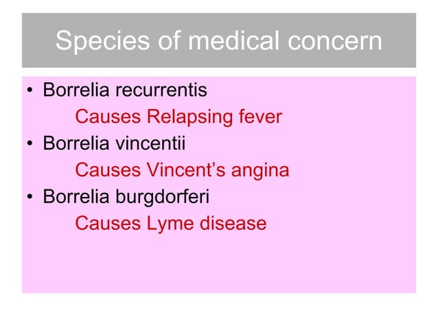 Borrelia | PPT | Infectious Diseases | Diseases and Conditions