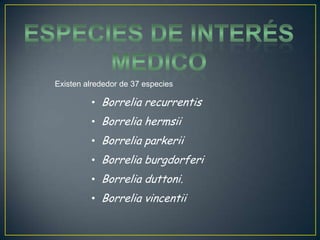 Borrelia | PPTX