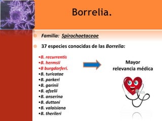 Genero Borrelia----- Bacteriologia. | PPTX