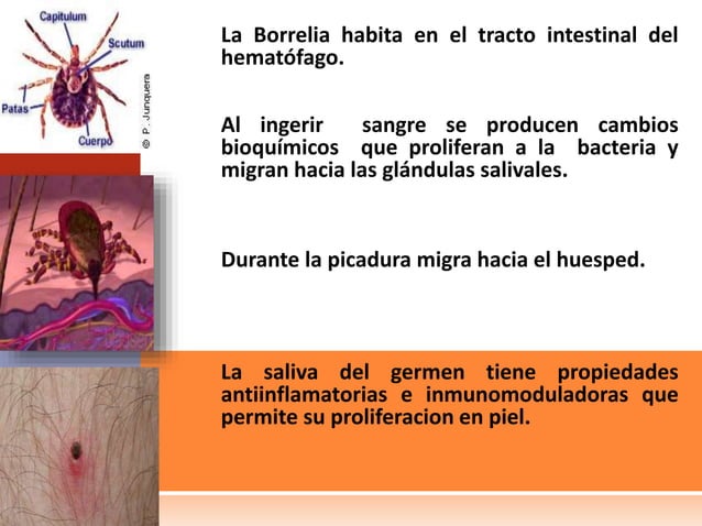 Genero Borrelia----- Bacteriologia. | PPT
