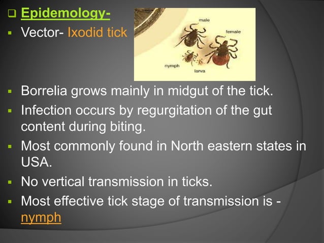 Borrelia | PPTX