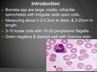Borrelia | PPTX