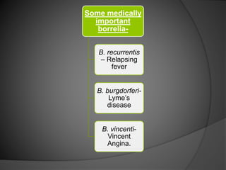 Borrelia Slide