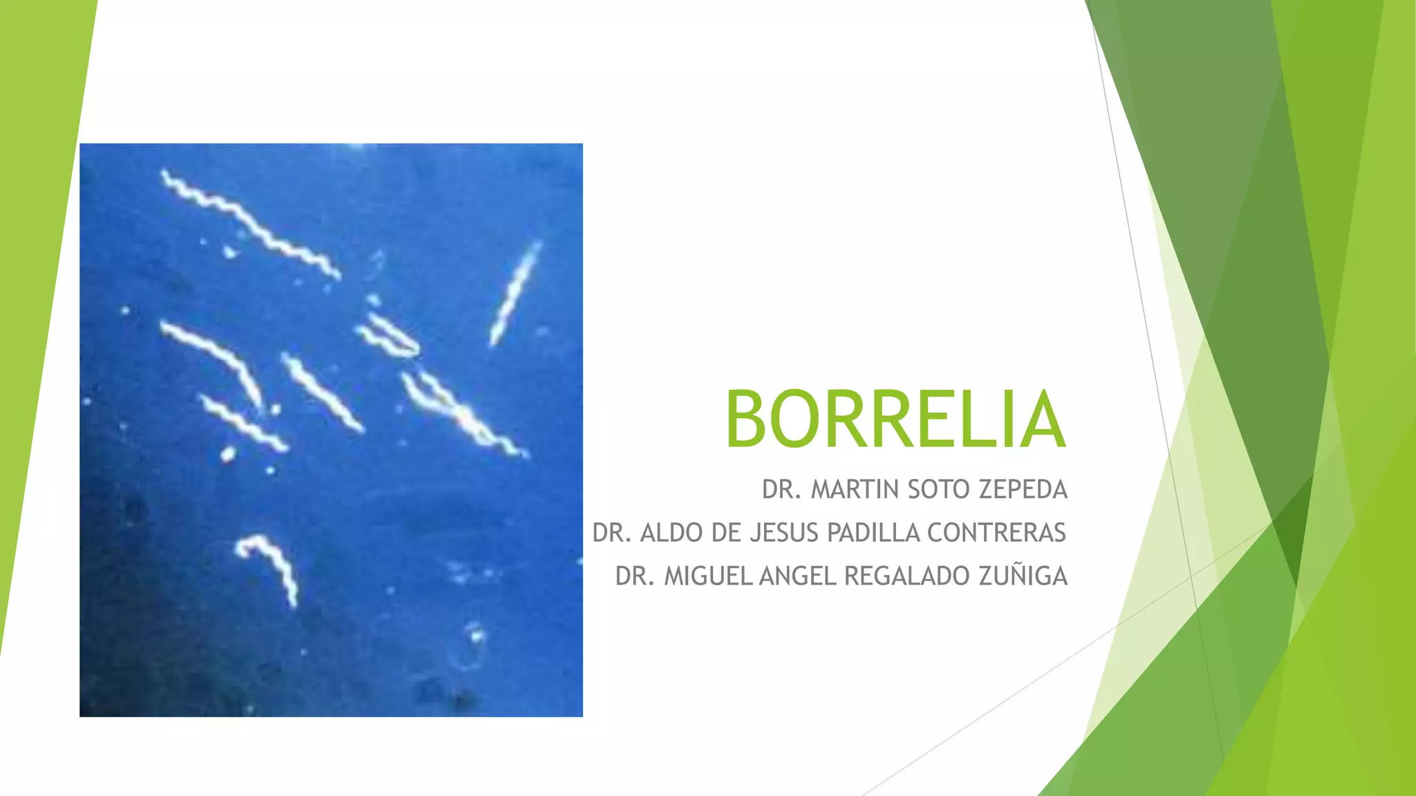 Borrelia | PPT