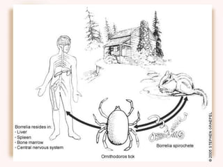 Borrelia raksturojums un diagnostikas shēma | PPTX