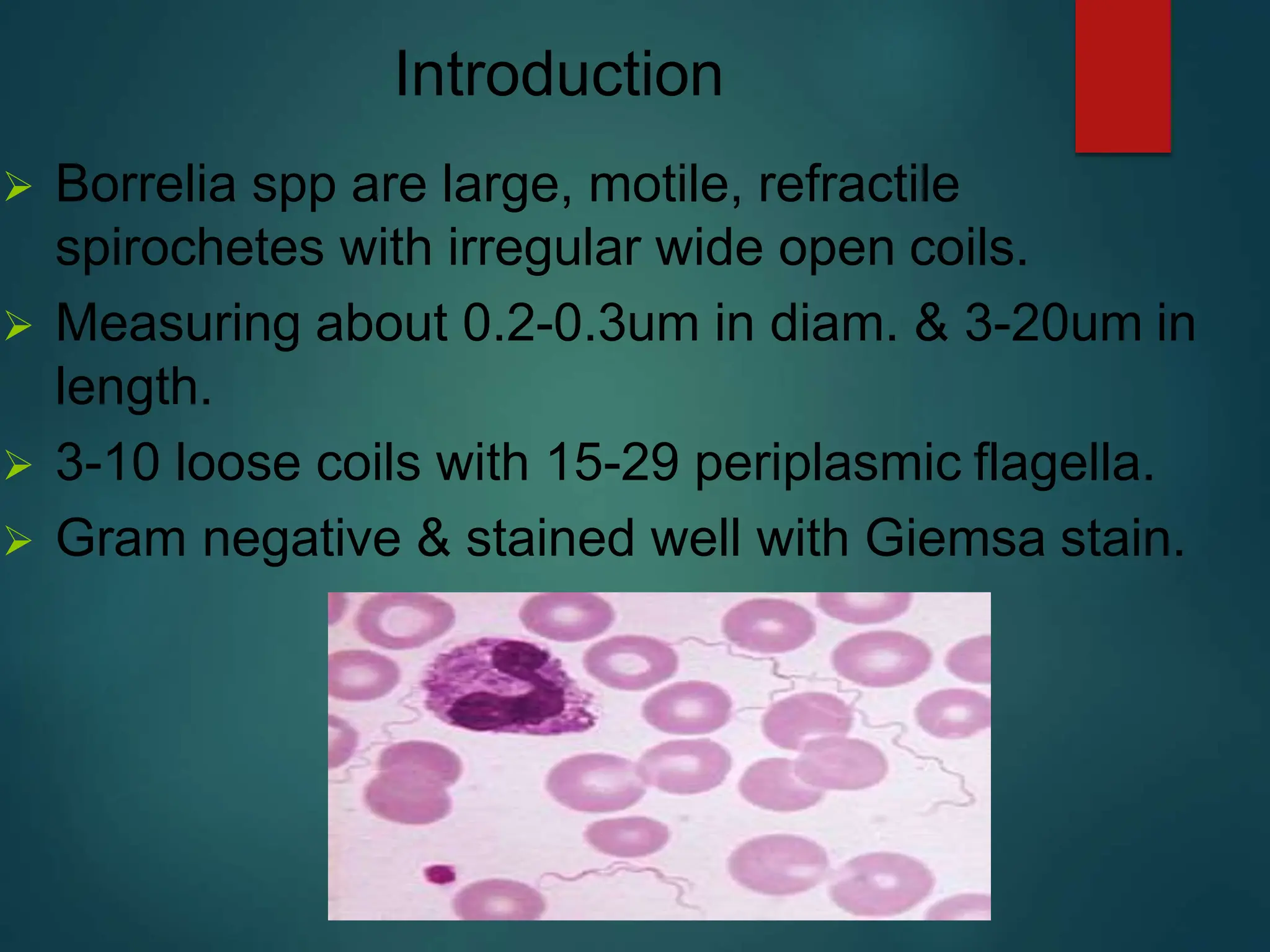 Borrelia[231].Presentation MICROBIOLOGY BSMMU | PPTX