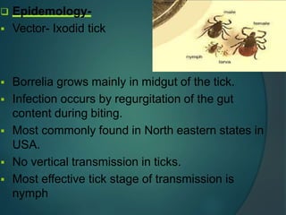 Borrelia[231].Presentation MICROBIOLOGY BSMMU | PPTX