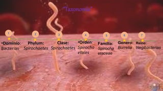 Borrelia burgdorferi | PPTX