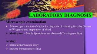 Borrelia burgdorferi.pptx