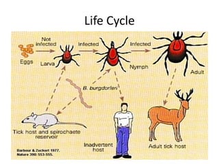 Borrelia by aseem | PPTX