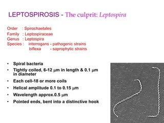 Borrelia,leptospira.ppt
