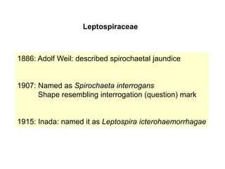 Borrelia,leptospira.ppt