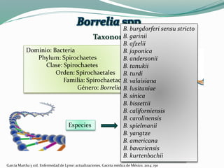 infecciones po Borrelias spp | PPTX