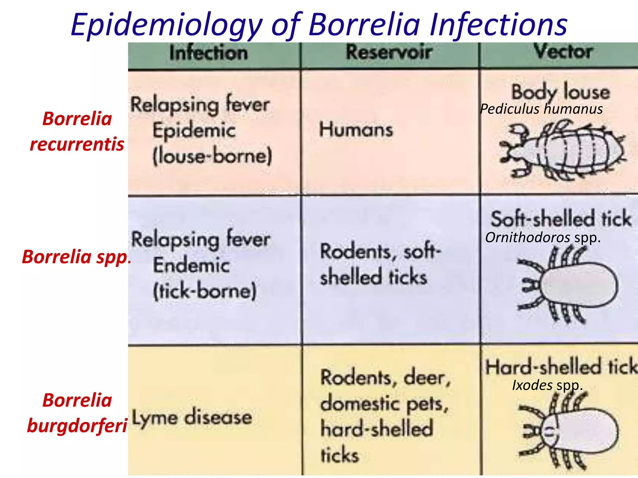 Borrelia spp deepa babin | PPTX