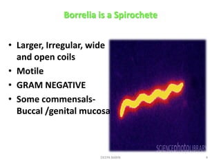 Borrelia spp deepa babin | PPTX