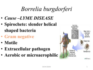 Borrelia spp deepa babin | PPTX