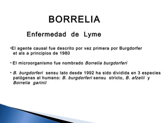 Borrelia y treponema | PPT