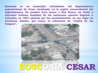 Bosconia cesar | PPTX