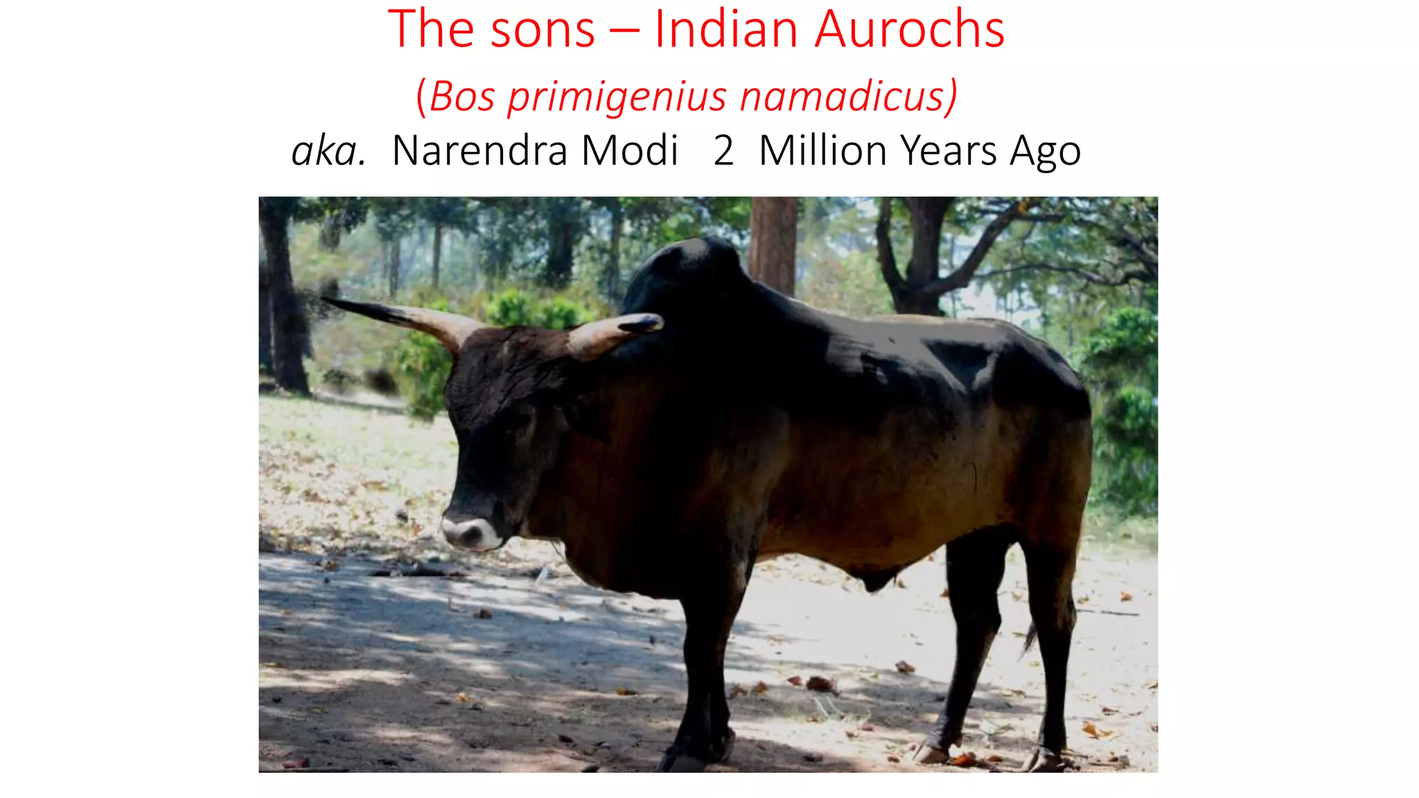 Bos indicus – india’s boss | PPT