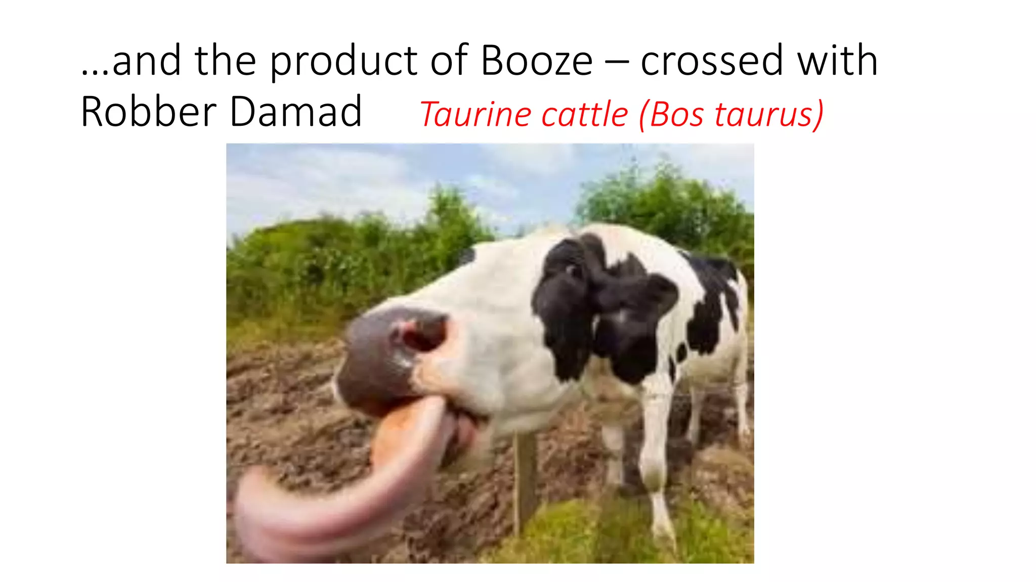 Bos indicus – india’s boss | PPT