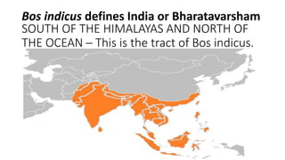 Bos indicus – india’s boss | PPTX