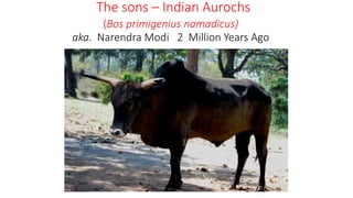 Bos indicus – india’s boss | PPT