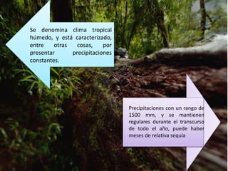 Bosque humedo (1) | PPTX