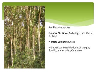 Bosque piemontano-oriental uce | PPTX