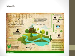 Bosque de cachil | PDF
