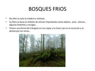 Bosque de coníferas | PPTX
