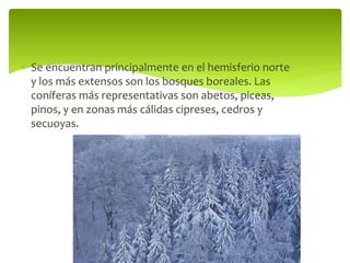 Bosque frío | PPTX