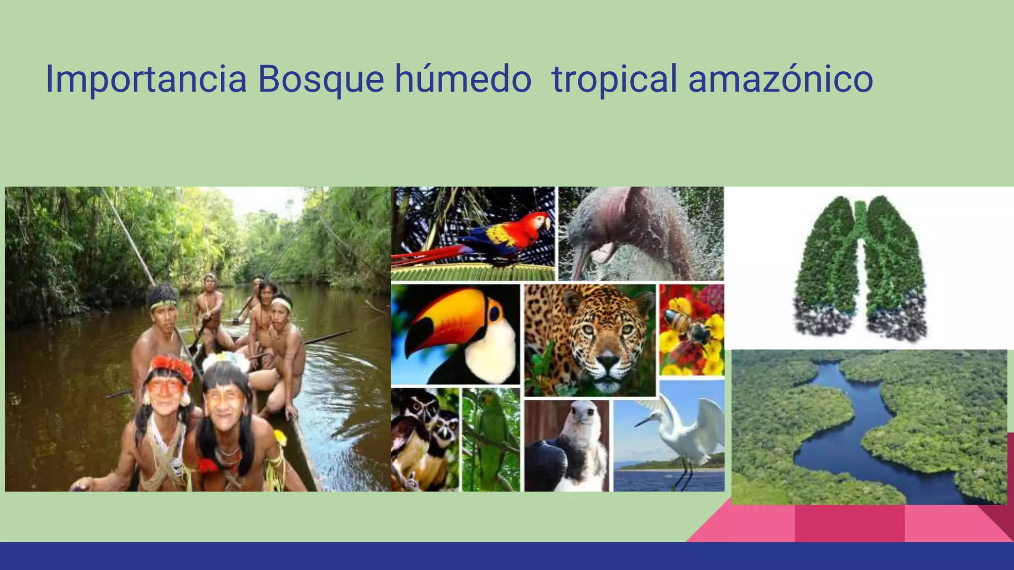 Bosque húmedo tropical amazónico | PPTX