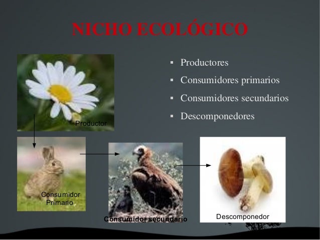 Bosque mediterráneo grupo 1