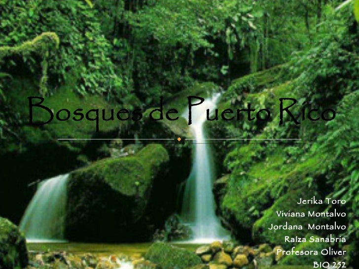 Bosques De Puerto Rico Jerika
