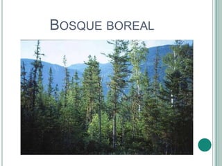 Bosques de Venezuela | PPTX