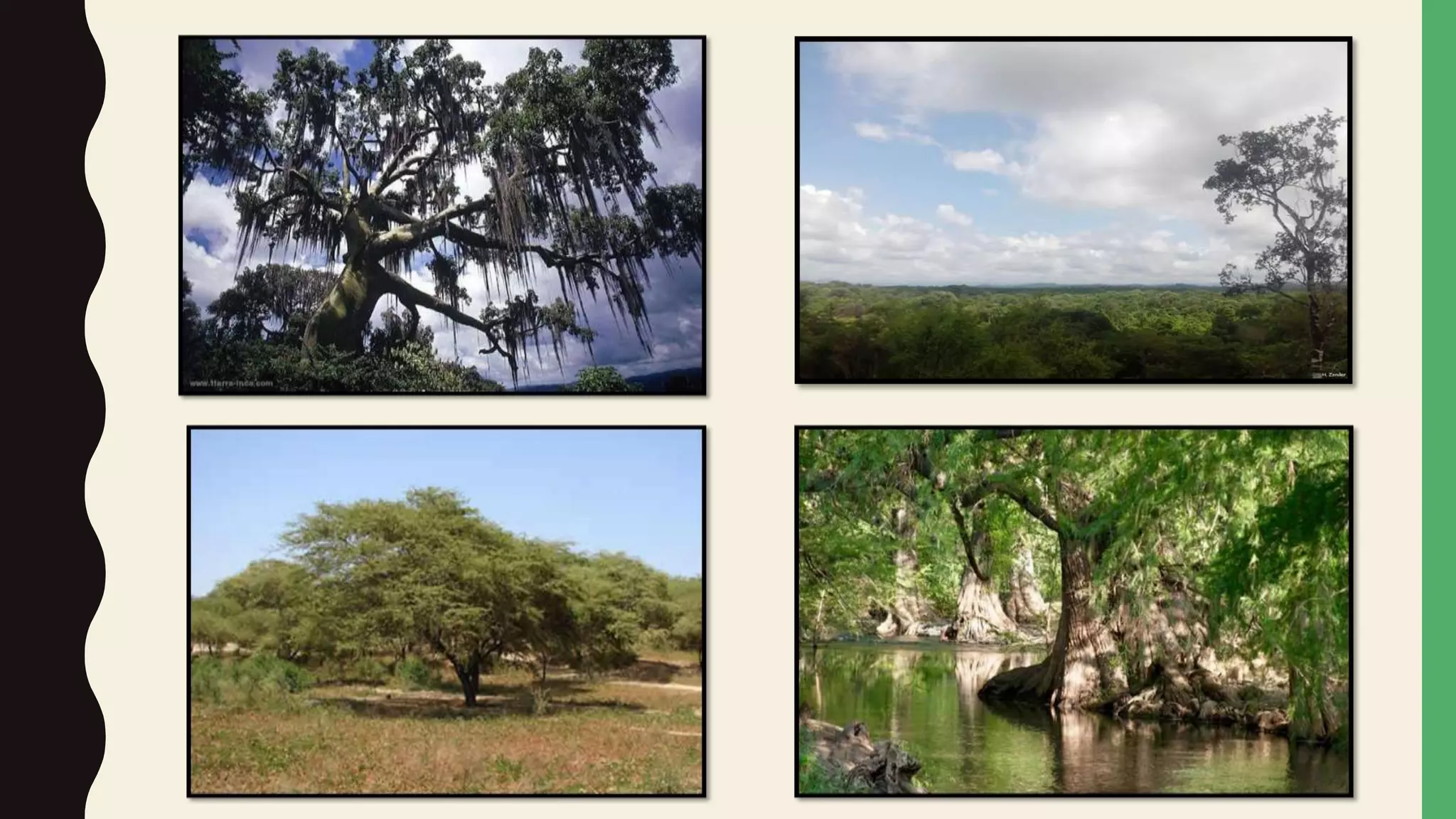 Bosque seco ecuatorial | PPTX