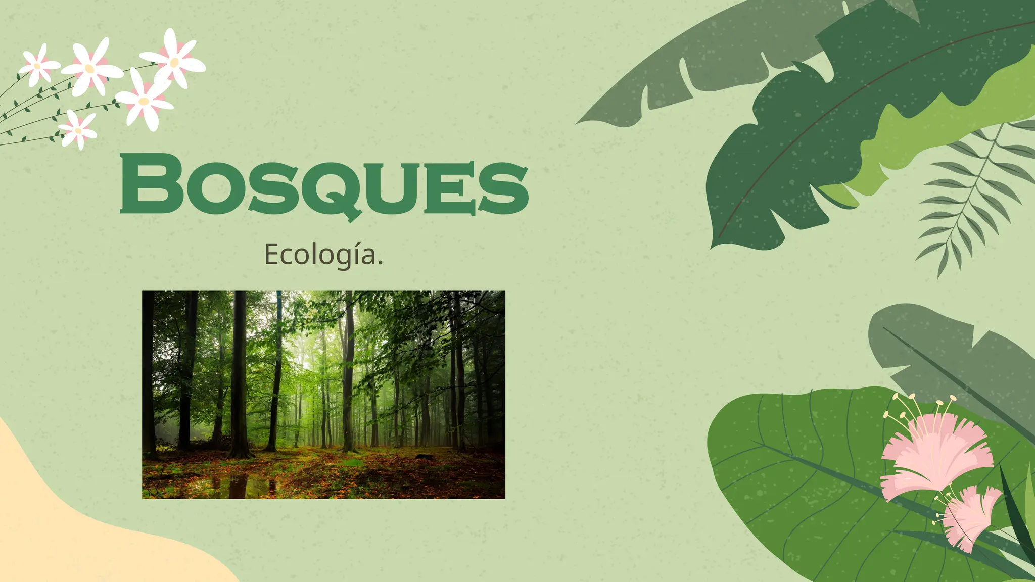 bosques ecologia donde se encuentran que clima tiene etc | PPT