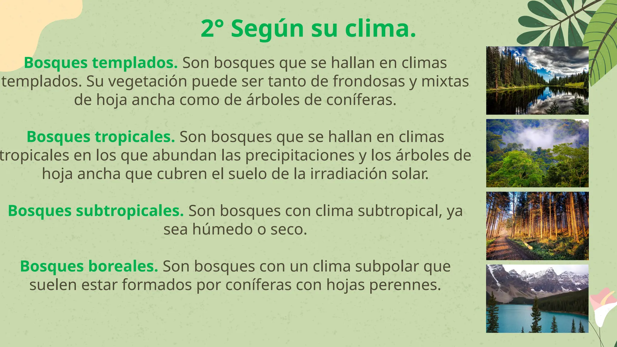 bosques ecologia donde se encuentran que clima tiene etc | PPT