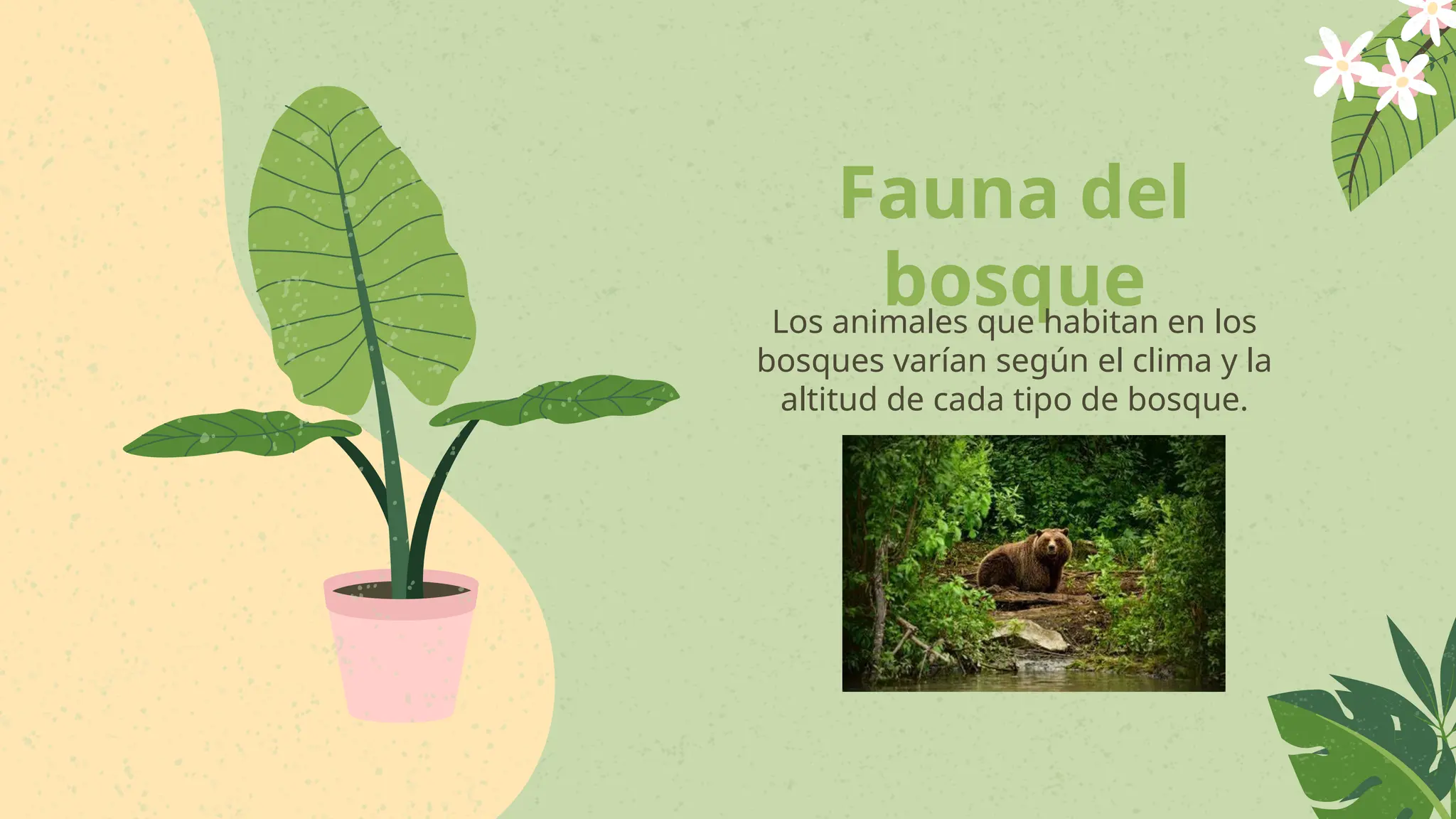 bosques ecologia donde se encuentran que clima tiene etc | PPT