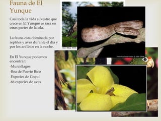 Bosque seco vs el yunque by ale and omar | PPTX
