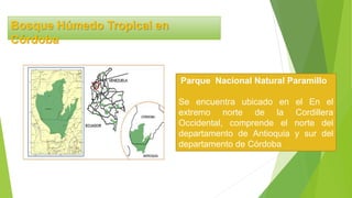 Bosques humedo tropical | PPTX