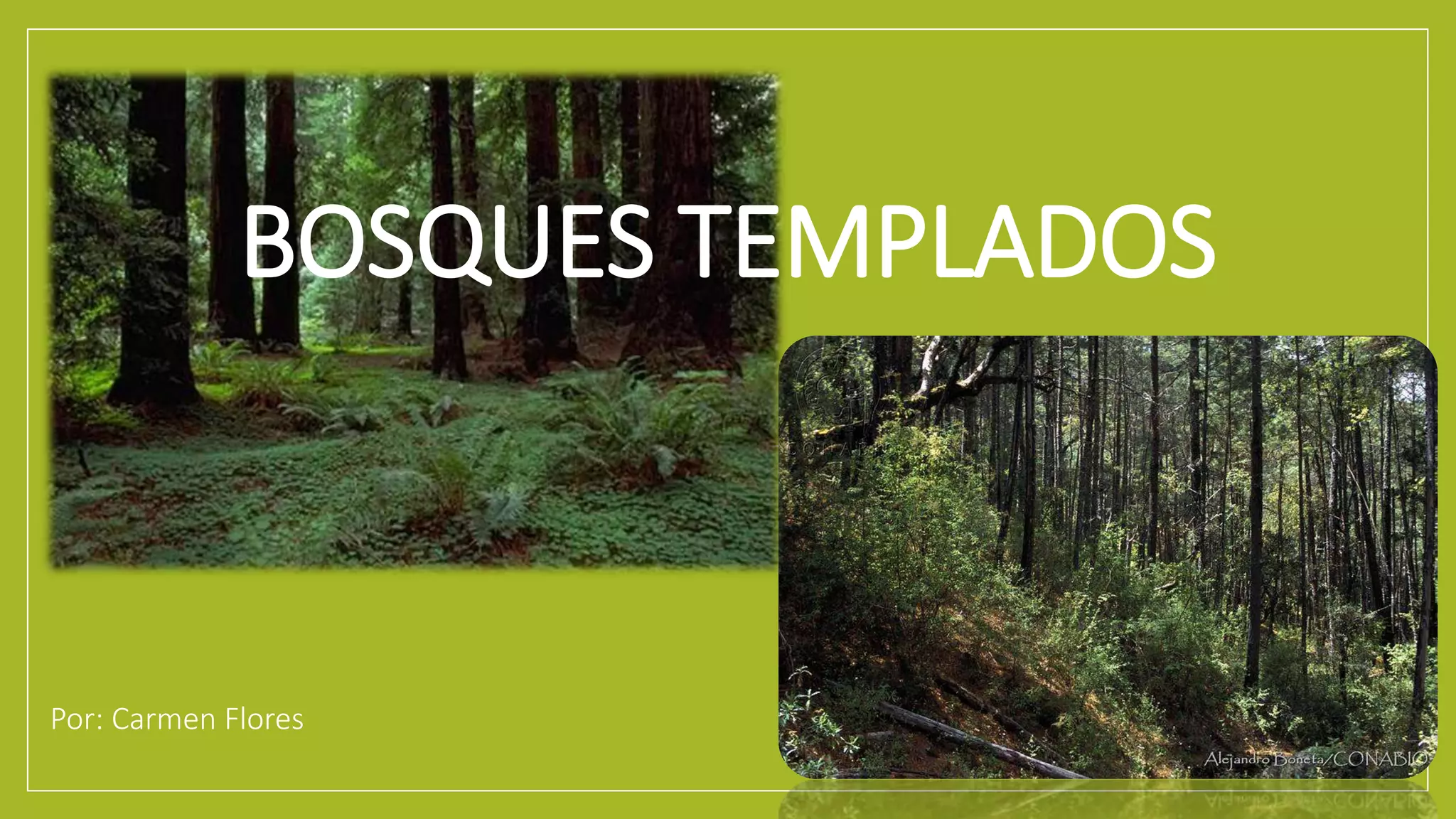 Bosques templados | PPTX | Geography | Science
