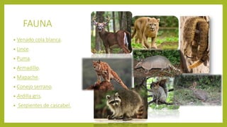 Bosques templados | PPTX