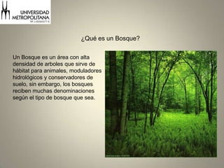 Bosques Venezolanos | PPTX