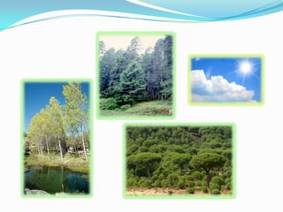 Plantas Y Animales Del Bosque Templado