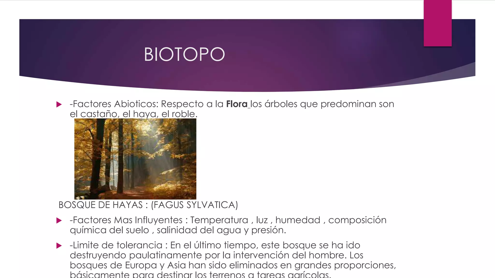Bosque templado | PPTX