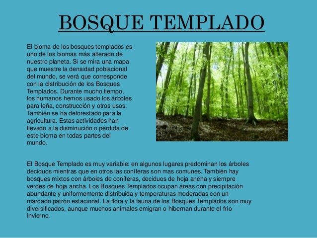 Bosque templado