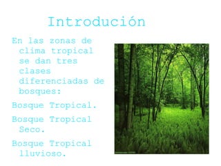 Bosque tropical (2) | ODP